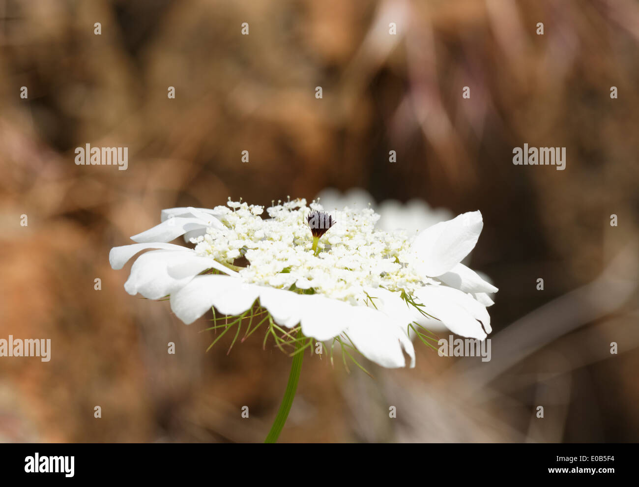 National flower of turkey hi-res stock photography and images - Alamy