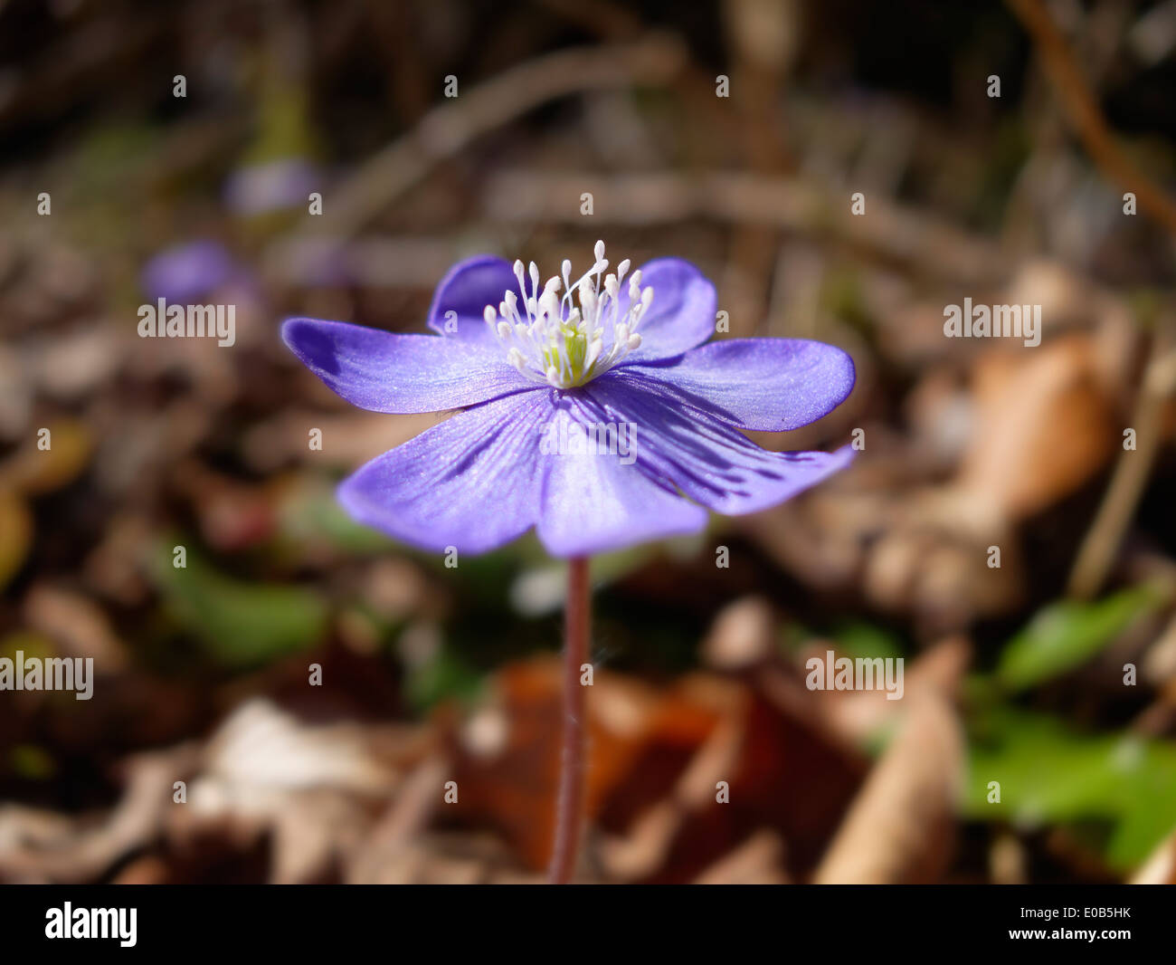 Germany, Bavaria, Isarauen, Liverworts flower, Hepatica nobilis Stock ...