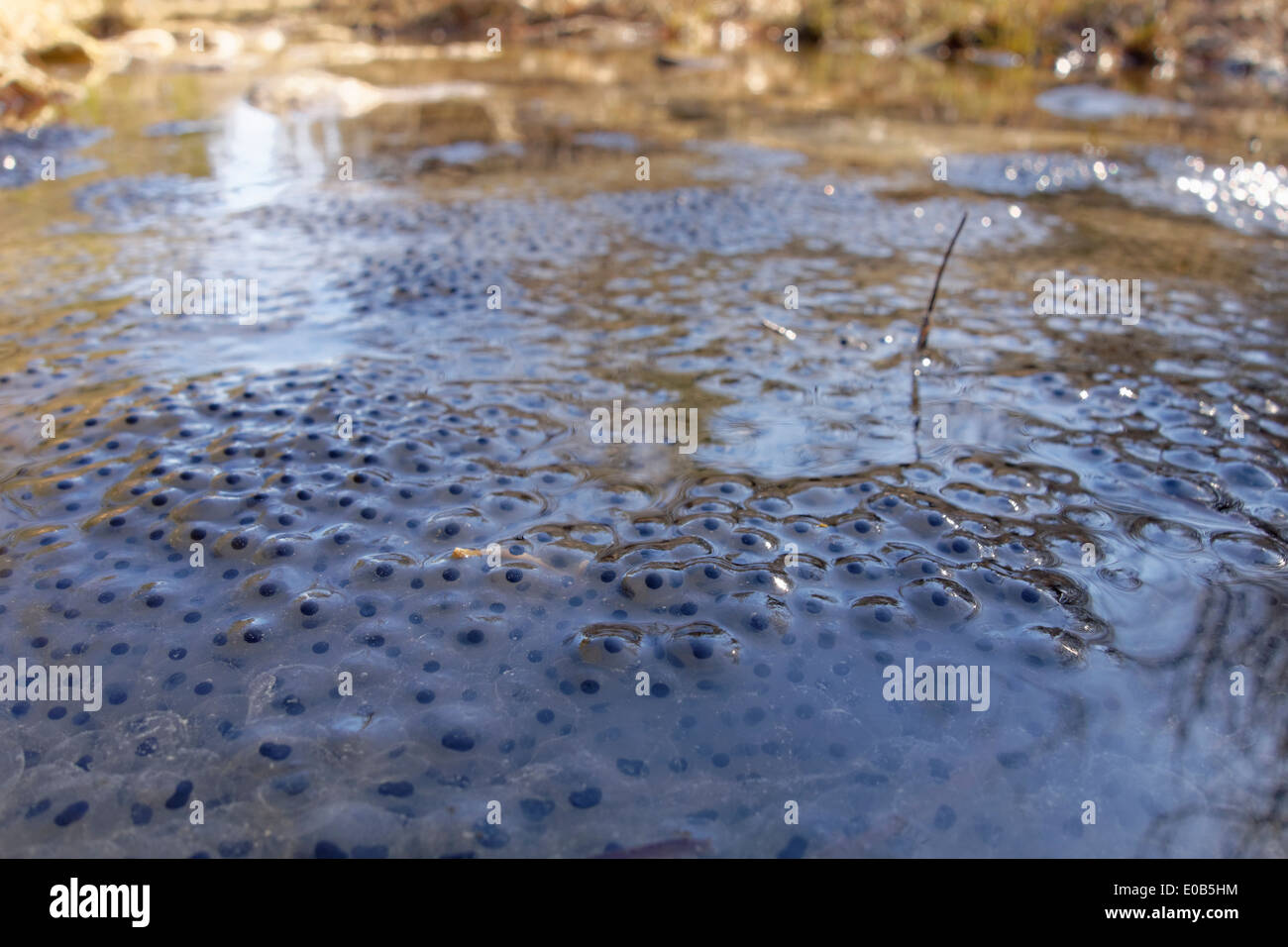 Germany, Bavaria, Isarauen, Frogspawn of common european frog, Rana temporaria Stock Photo - Alamy