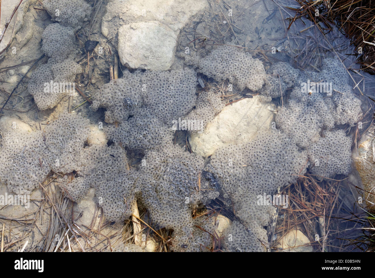 Germany, Bavaria, Isarauen, Frogspawn of common european frog, Rana temporaria Stock Photo - Alamy