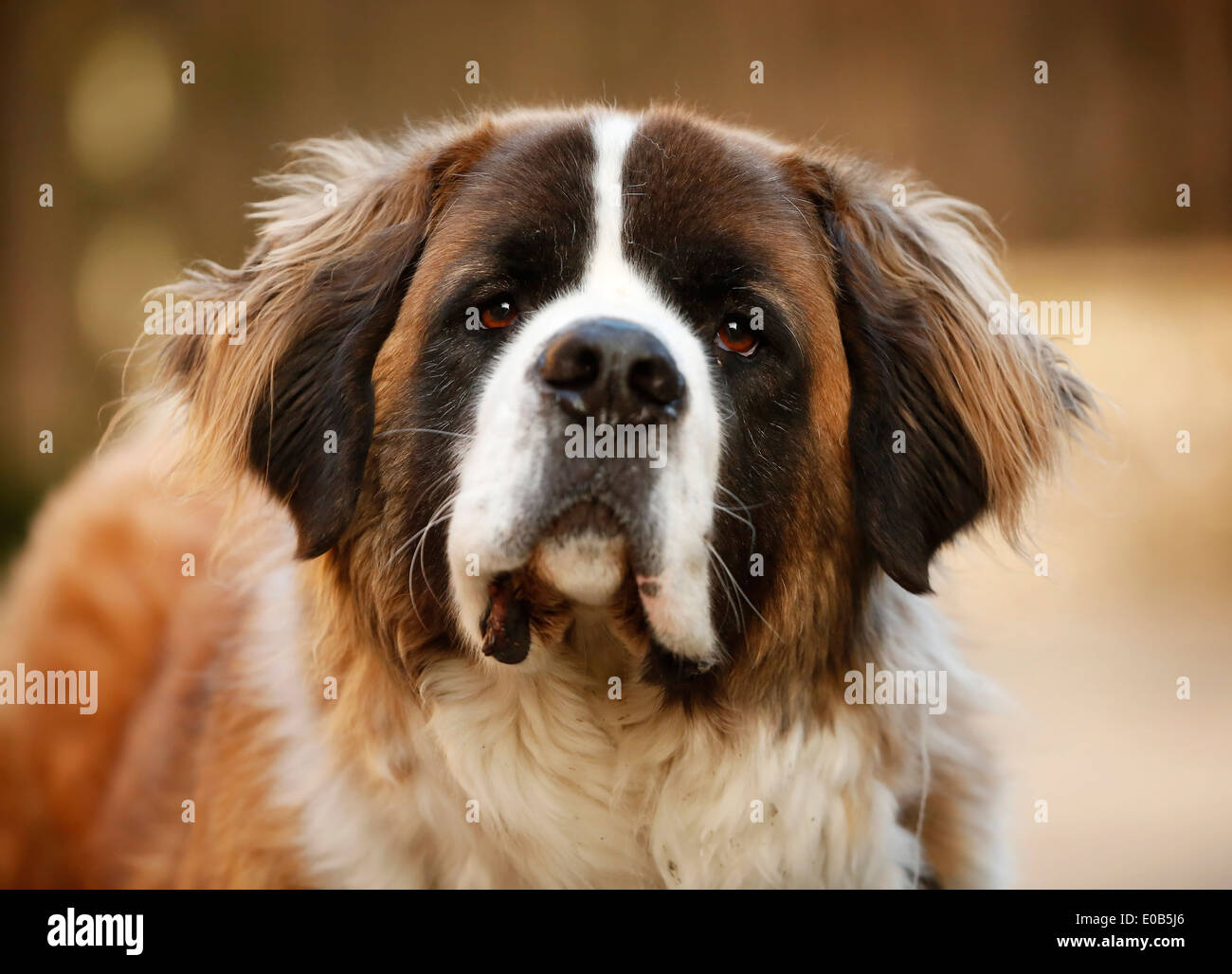 Portrait of Saint Bernard Stock Photo - Alamy