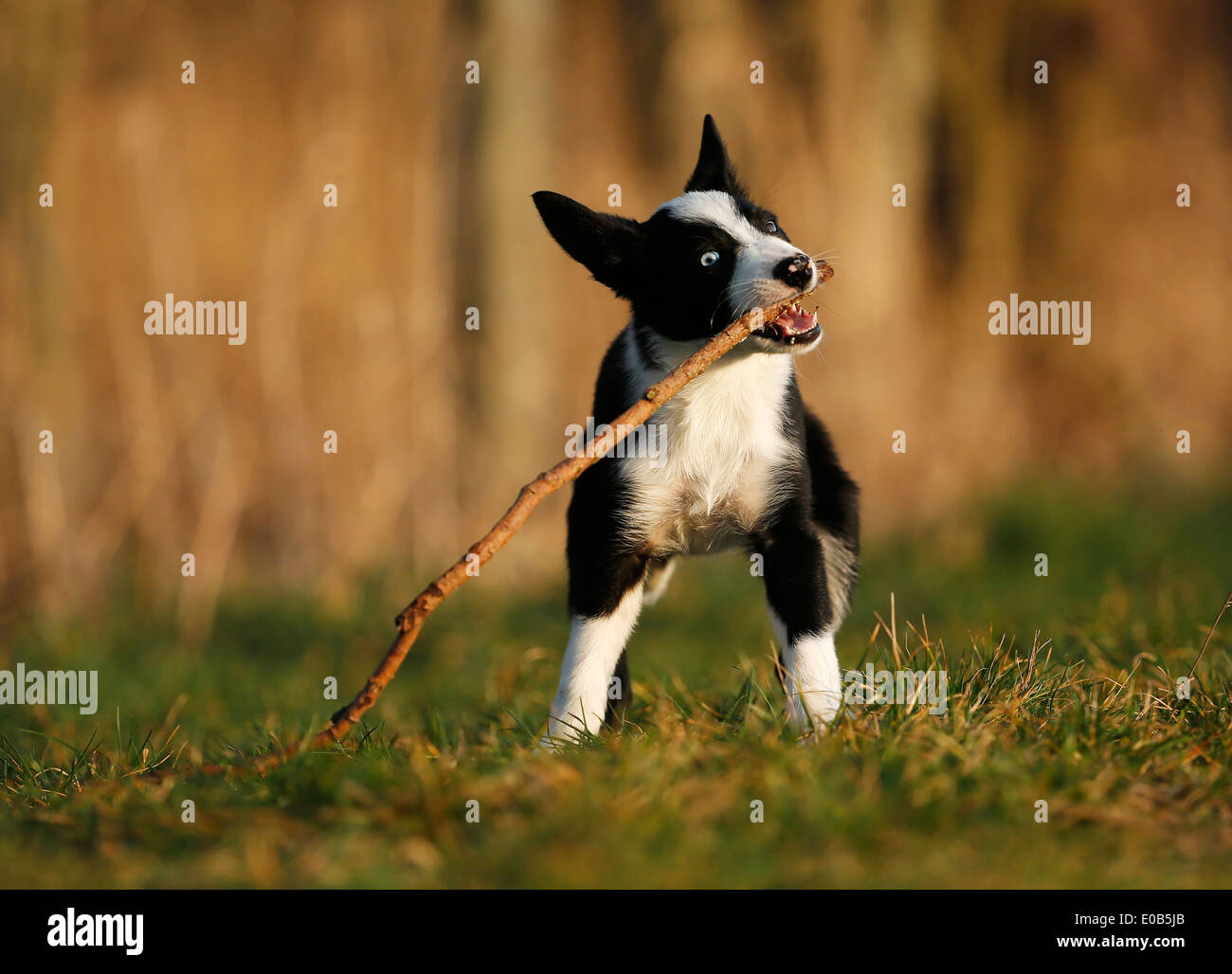 Border collie biting a stick hi-res stock photography and images - Alamy