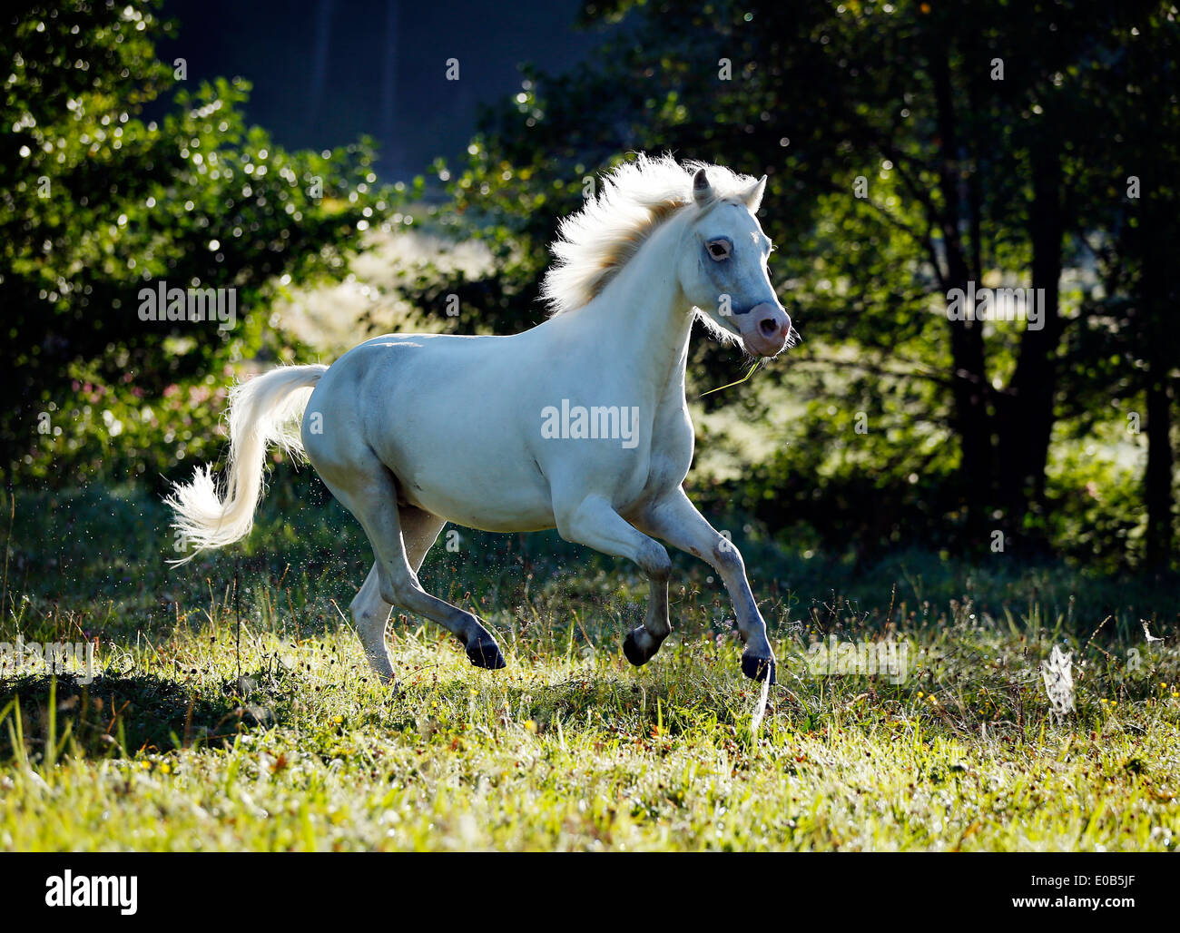 Pony galloping hi-res stock photography and images - Alamy