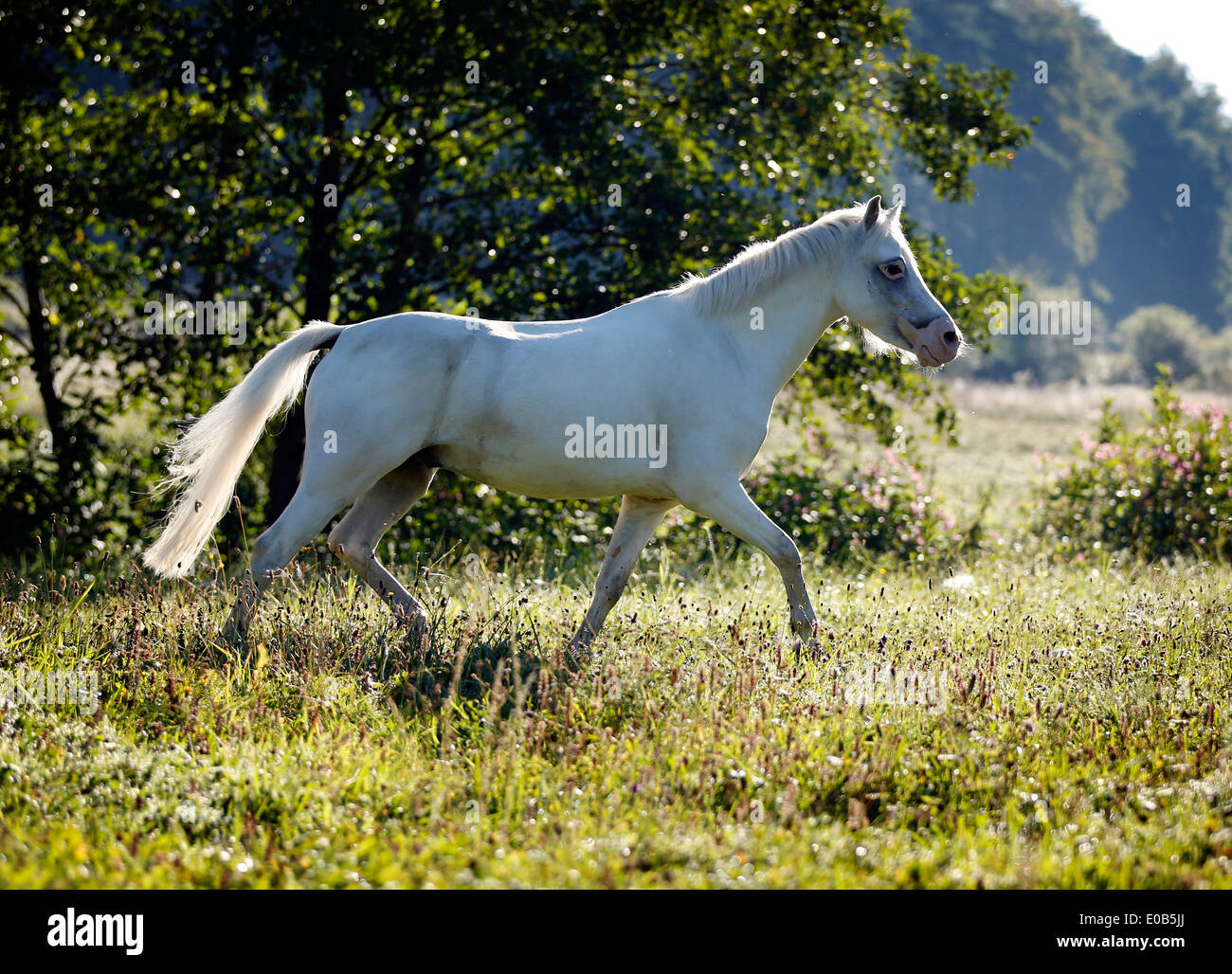 Welsh pony trot hi-res stock photography and images - Alamy