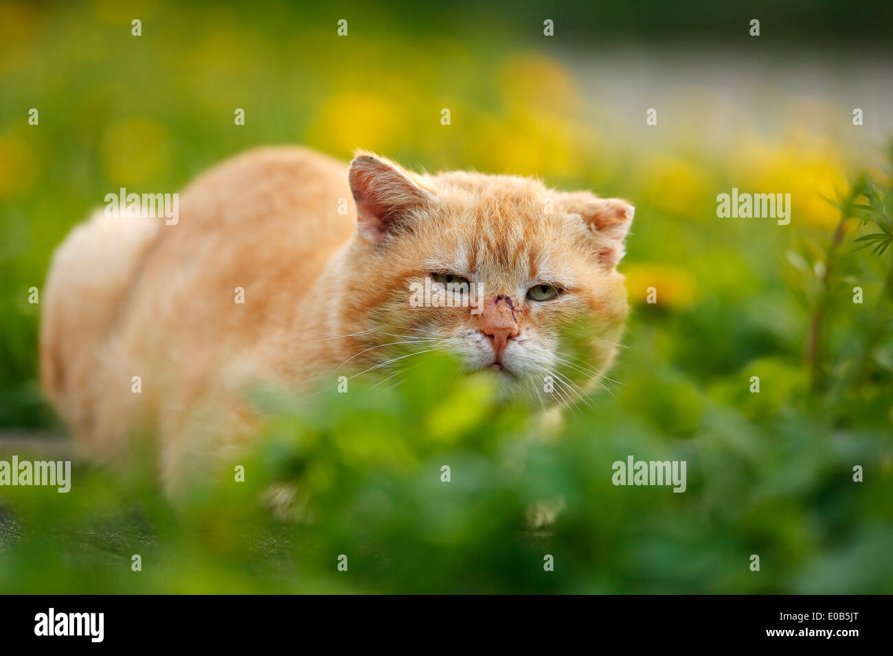 Tomboy sitting hiding in grass Stock Photo - Alamy