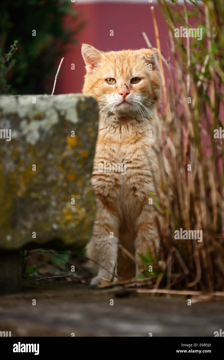 Tomboy sitting behind a stone trough Stock Photo - Alamy