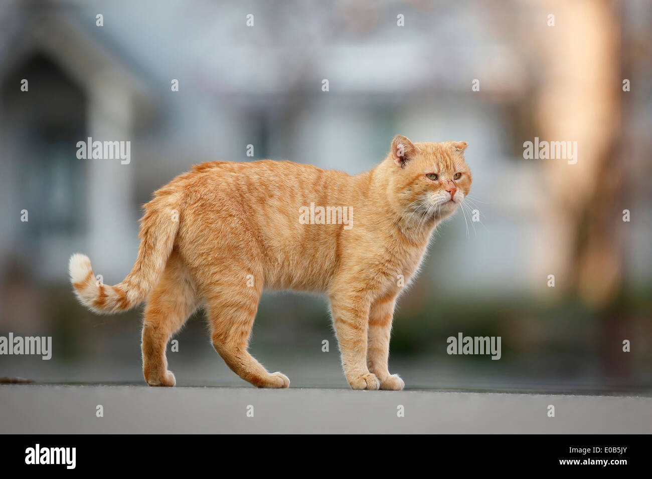Tomboy hi-res stock photography and images - Alamy