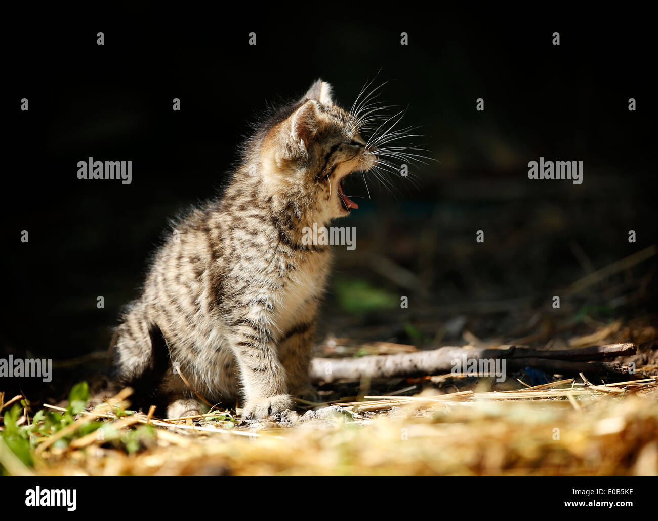 Kitten yawning hi-res stock photography and images - Alamy