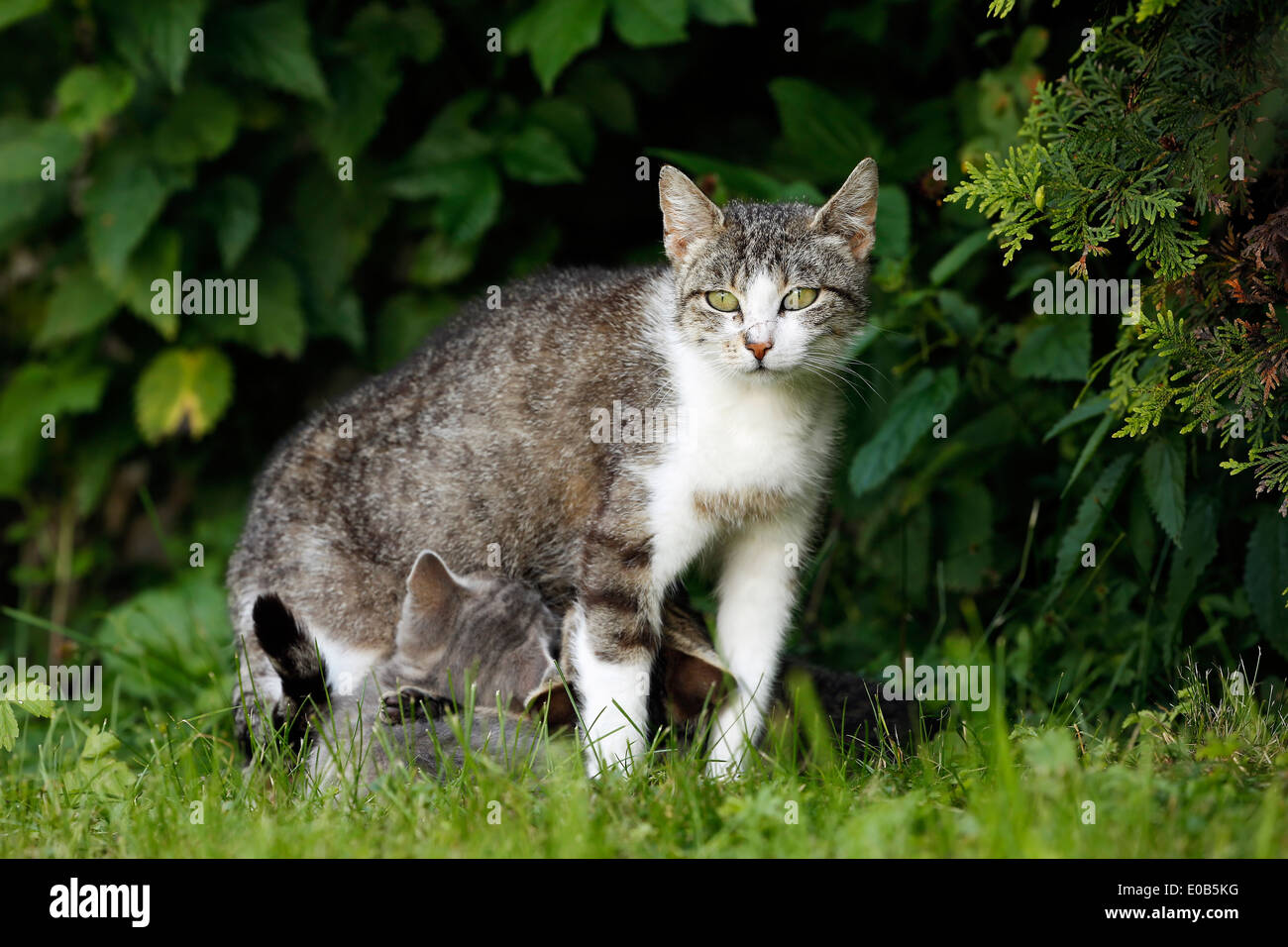 Lactating cat hi-res stock photography and images - Alamy