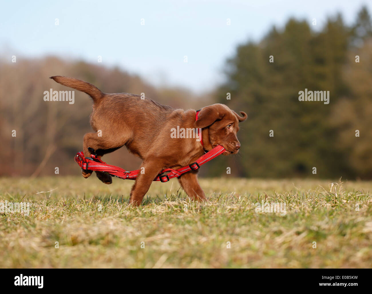 Portrait of labrador puppy running with red dog harness on a meadow ...