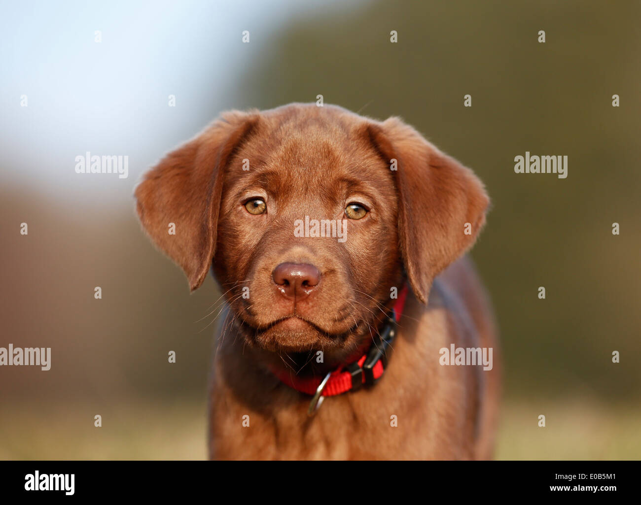 Portrait of brown labrador puppy Stock Photo - Alamy