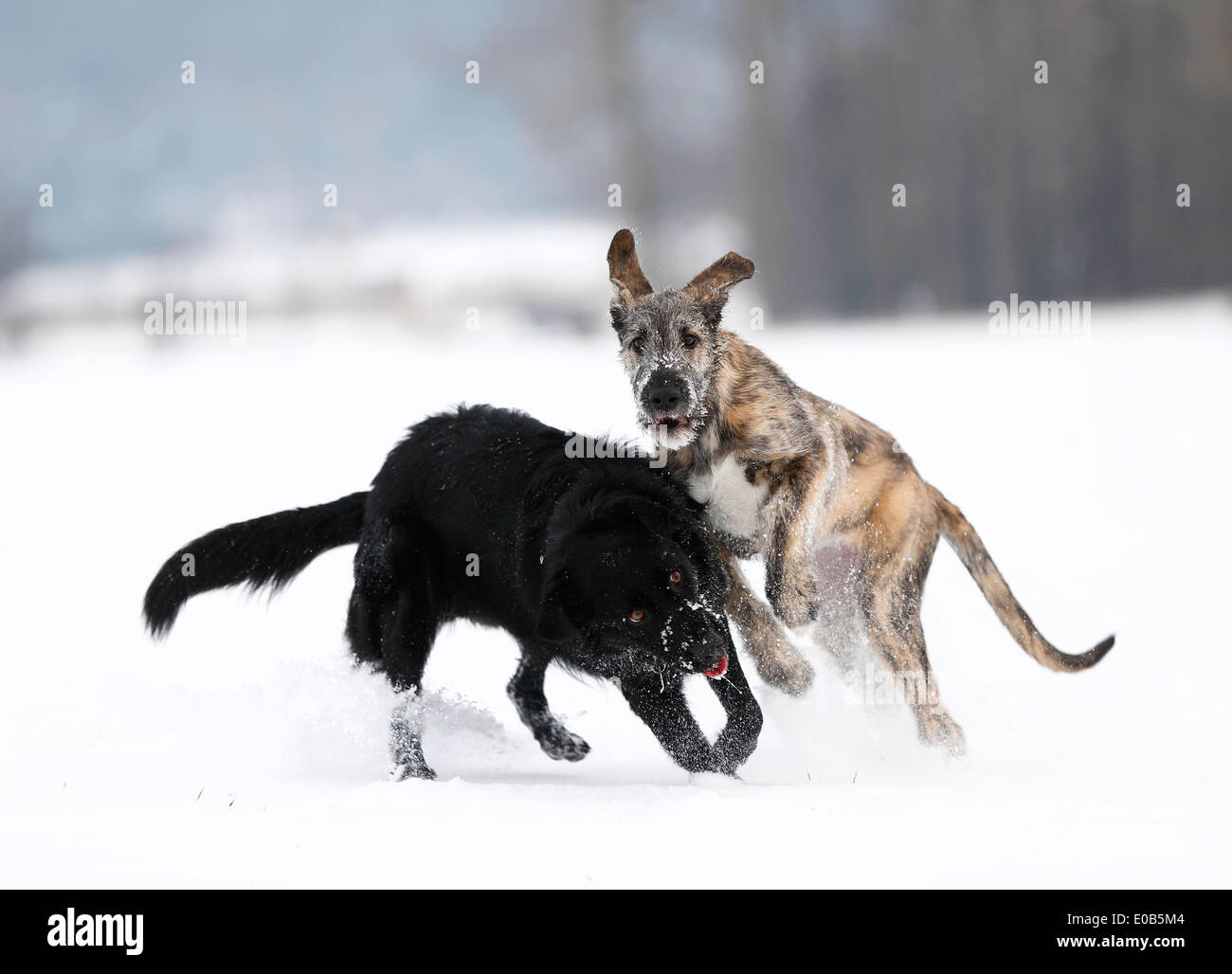 Irish Wolfhound puppy and black mongrel (Canis lupus familiaris ...