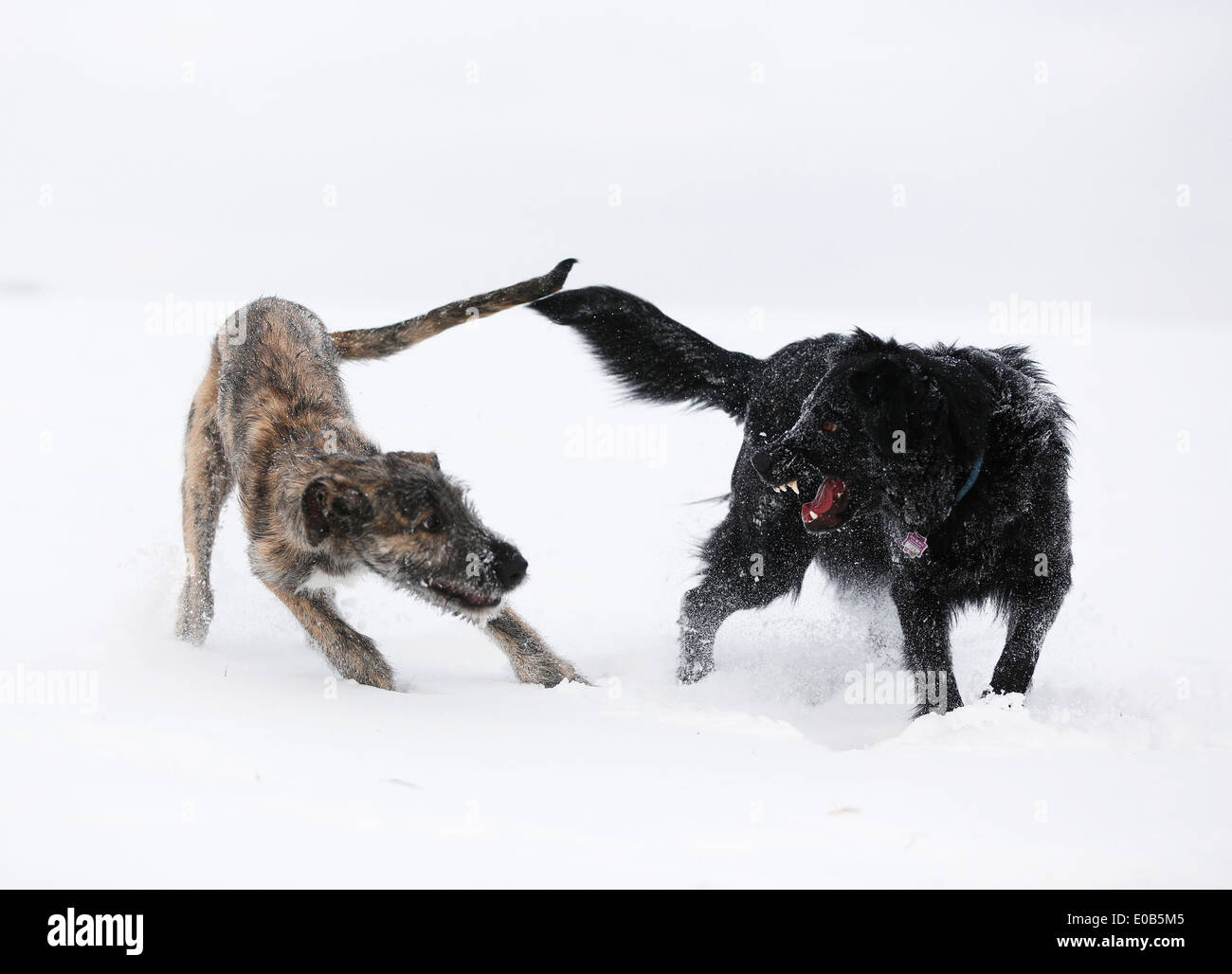 Irish Wolfhound puppy and black mongrel (Canis lupus familiaris ...