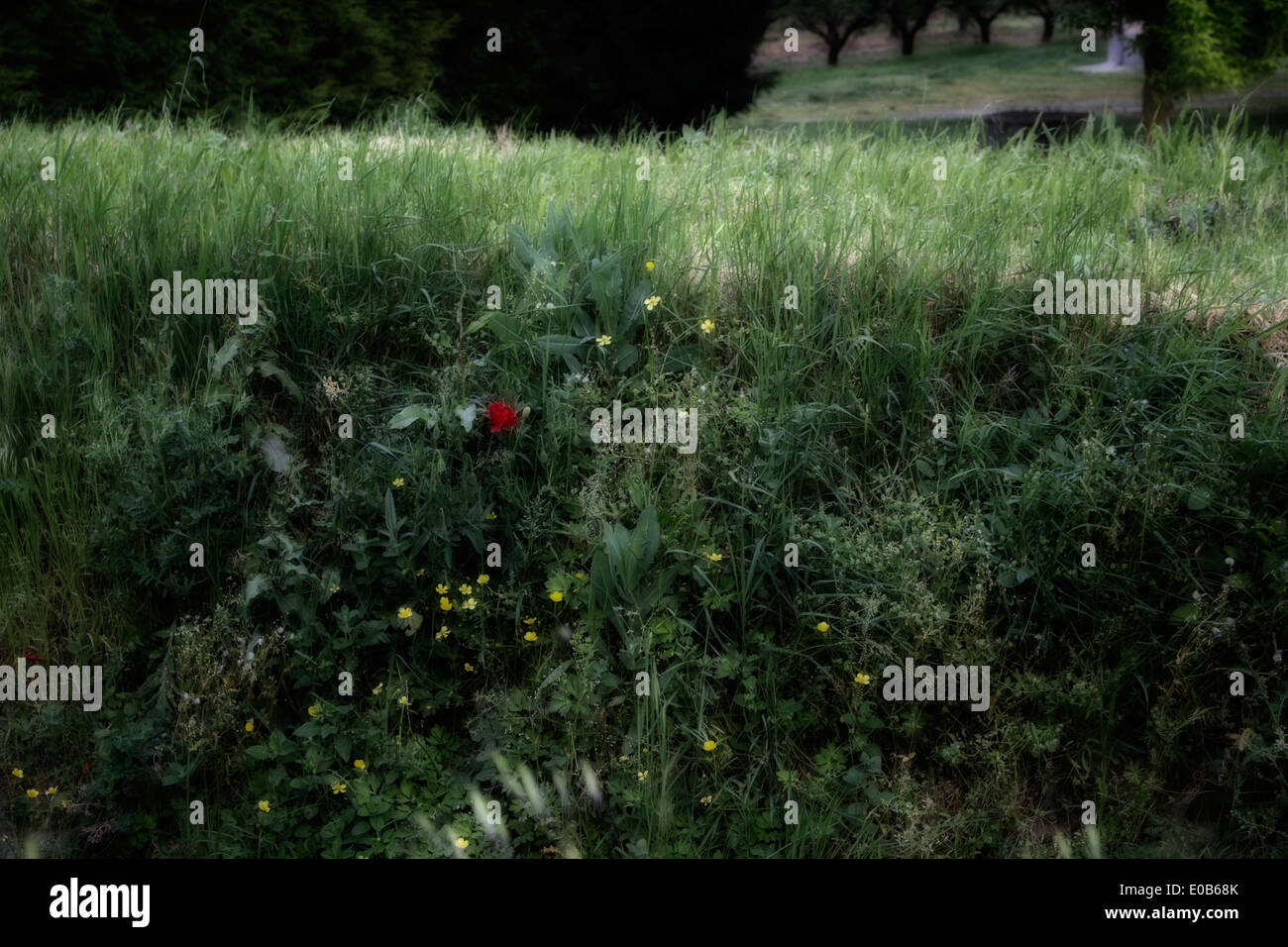 Lone Red poppy on dramatic green weeds field Stock Photo - Alamy