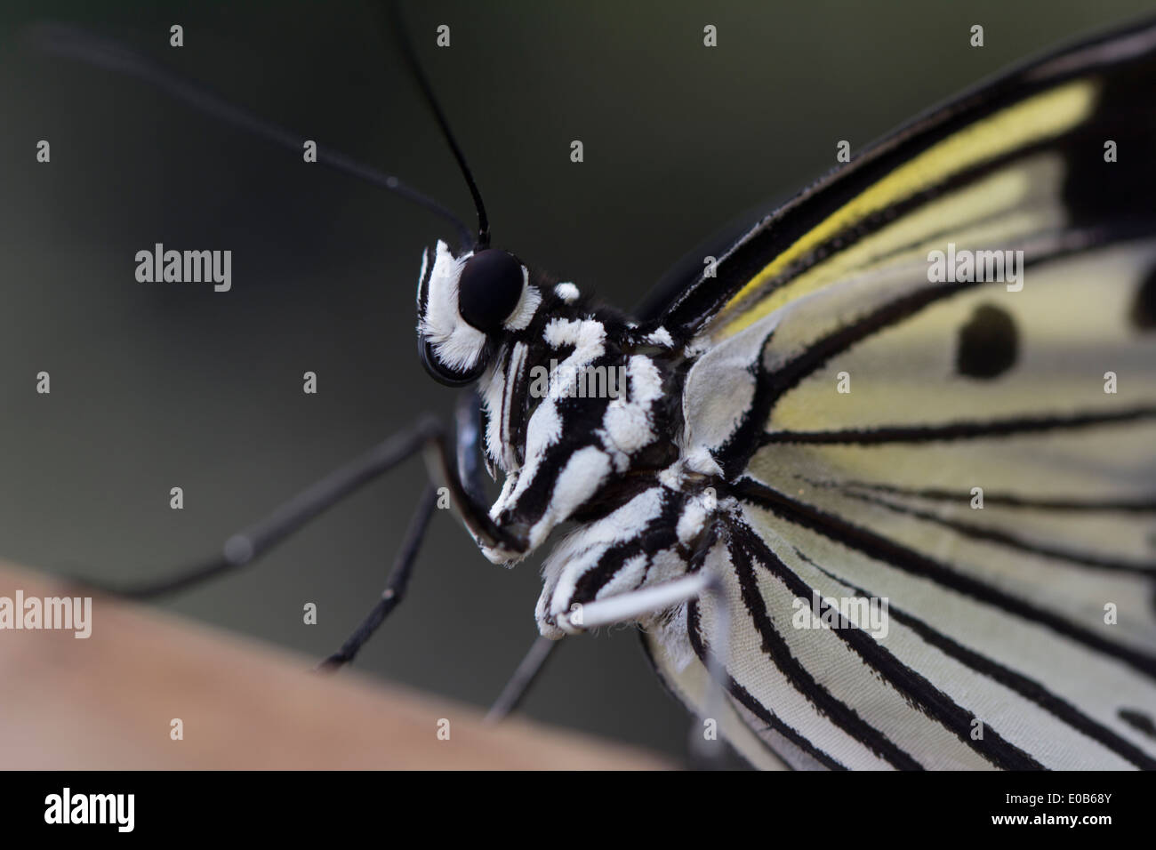 Tree nymph butterfly Stock Photo - Alamy