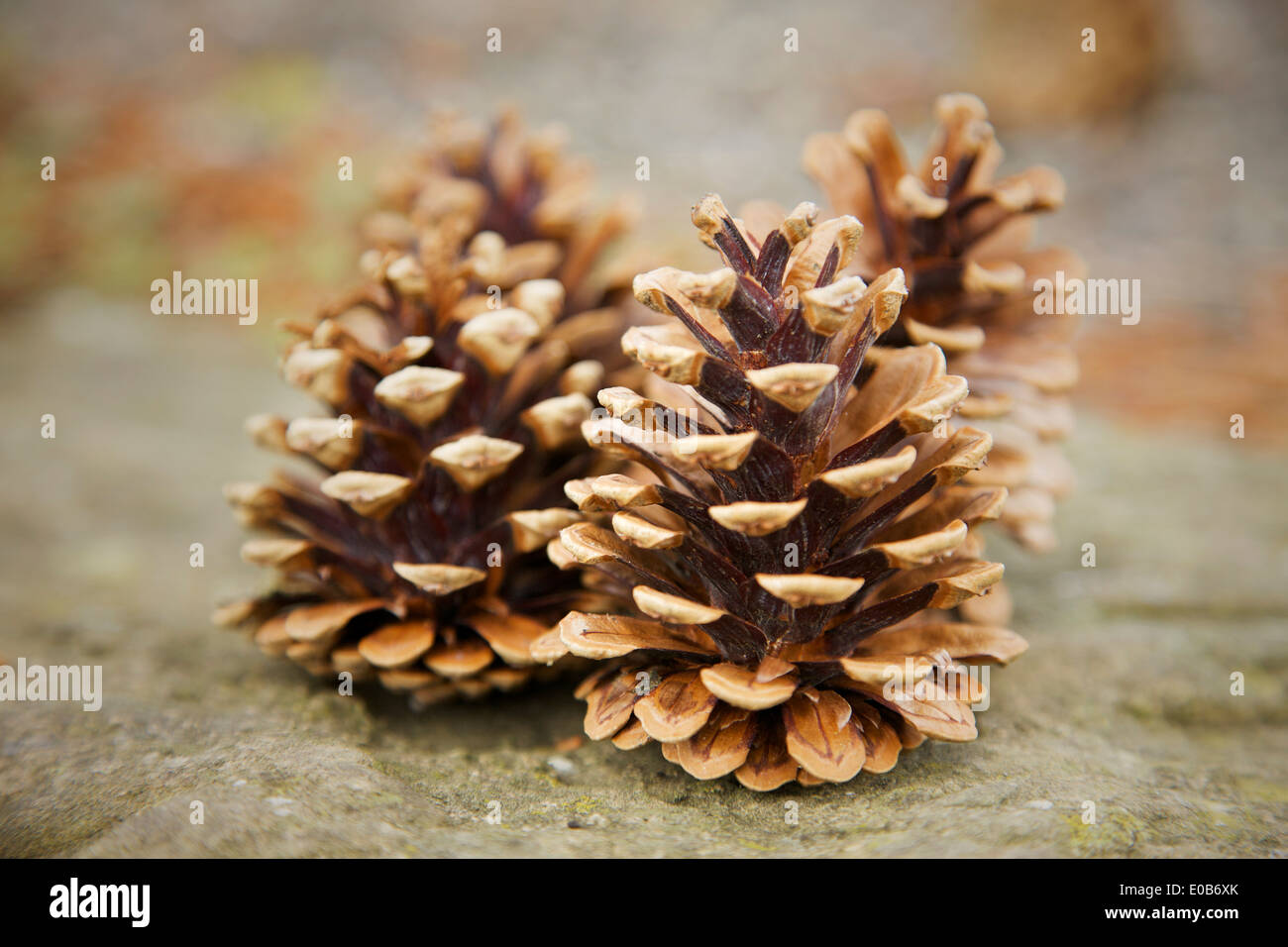 Cones display hi-res stock photography and images - Alamy