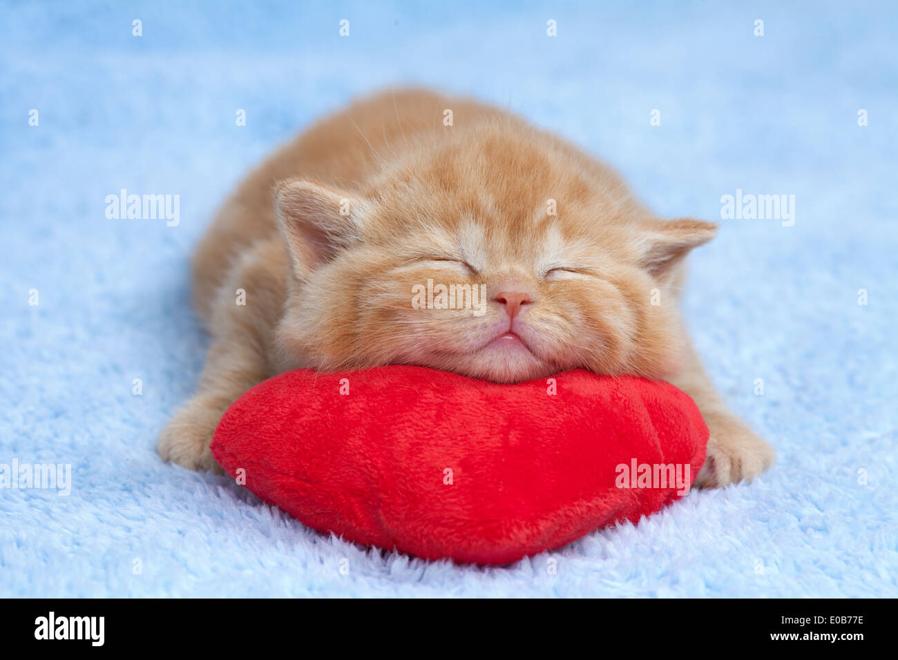British shorthair kitten heart hi-res stock photography and images - Alamy