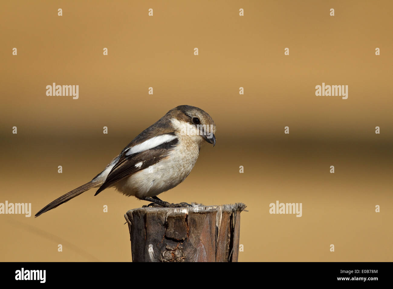 Southern Fiscal (Lanius collaris collaris) perching on a pole Stock ...