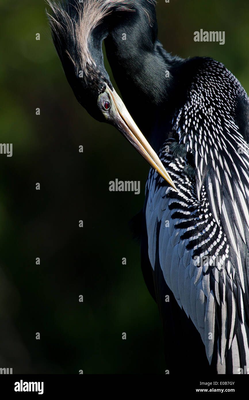Anhinga anhinga anhinga leucogaster hi-res stock photography and images ...