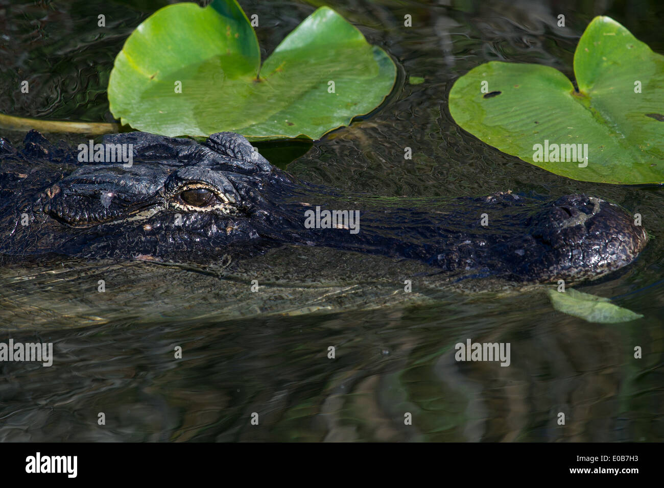 Alligator plant hi-res stock photography and images - Alamy