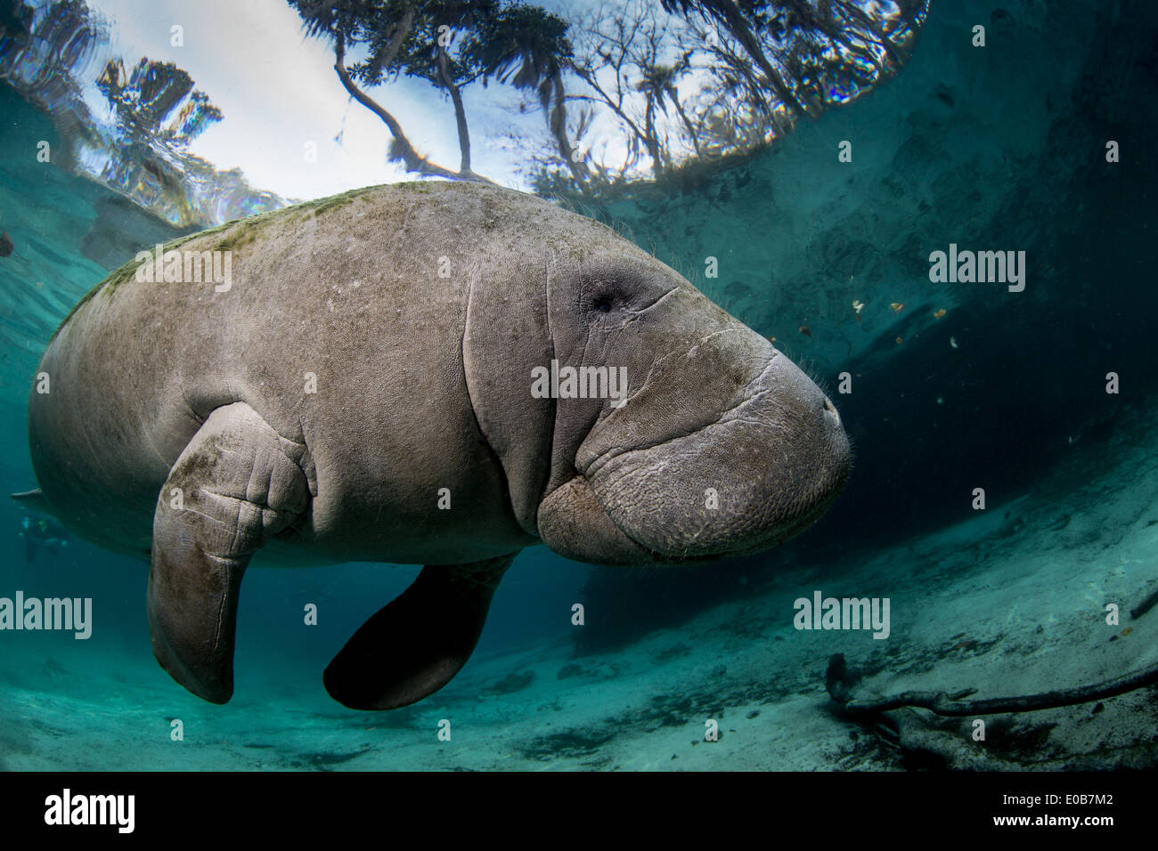 Submerged environment hi-res stock photography and images - Alamy