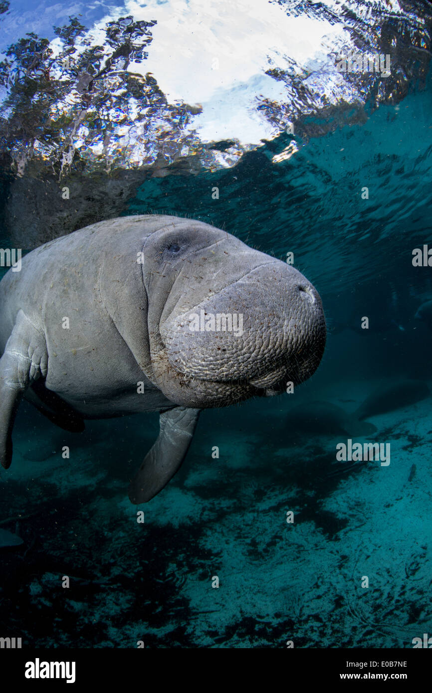 Endangered florida manatee three hi-res stock photography and images ...