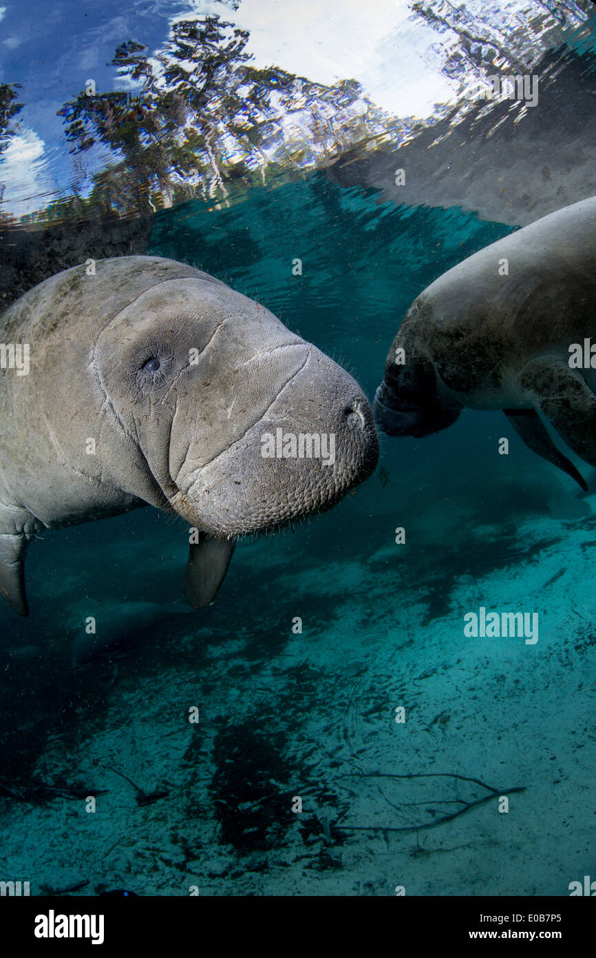 Endangered florida manatee three hi-res stock photography and images ...