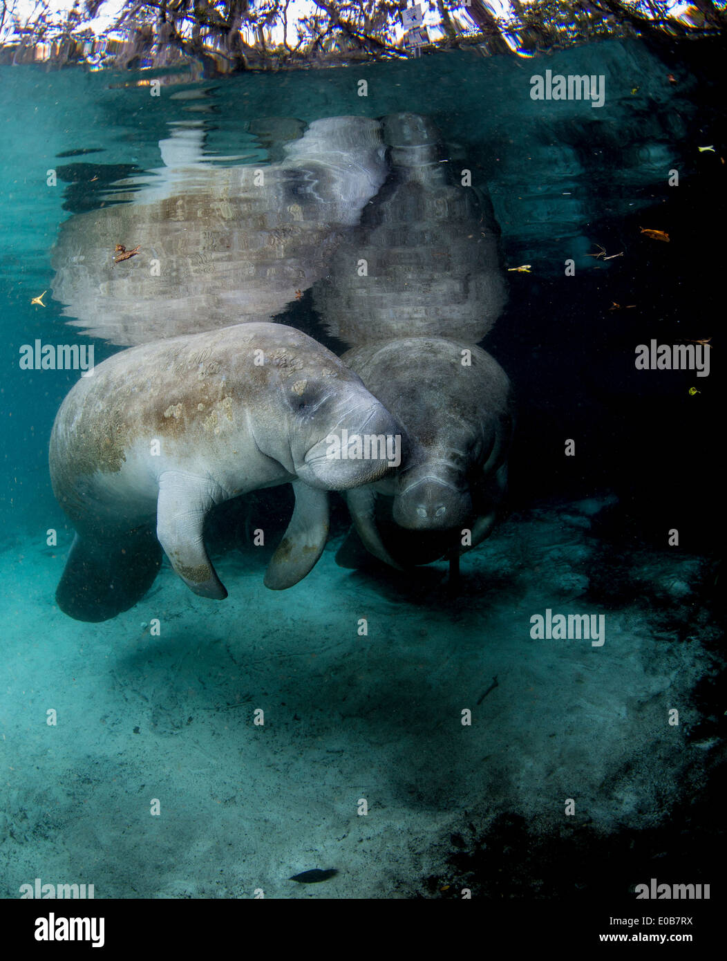 Pair of Manatees Stock Photo - Alamy