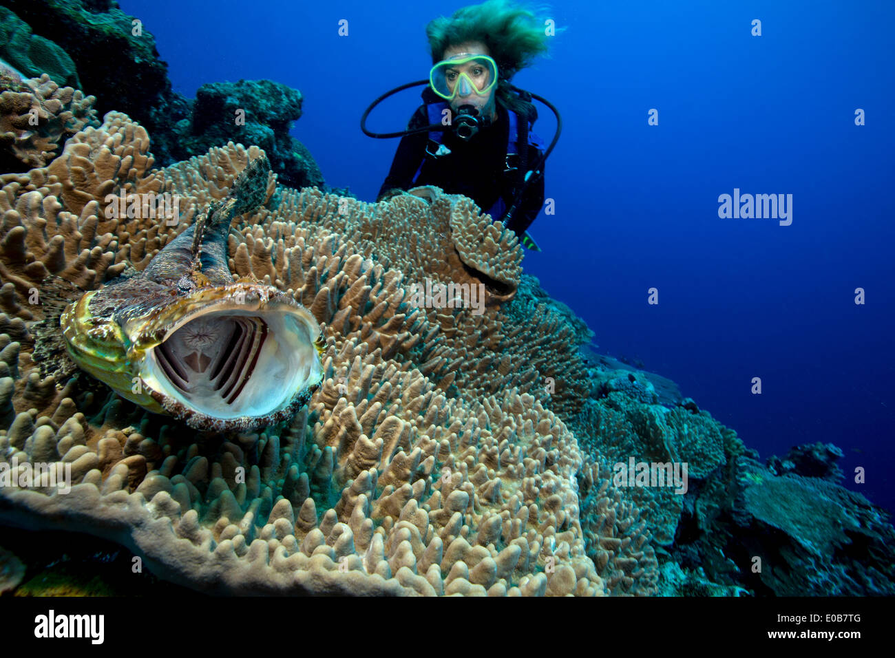 Benthic Zone Animals And Plants