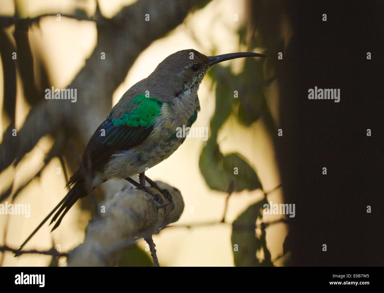 Nectarinia famosa hi-res stock photography and images - Alamy