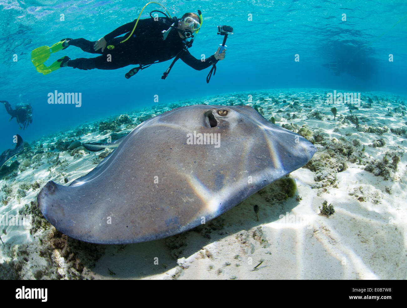 Small eye stingray hi-res stock photography and images - Alamy
