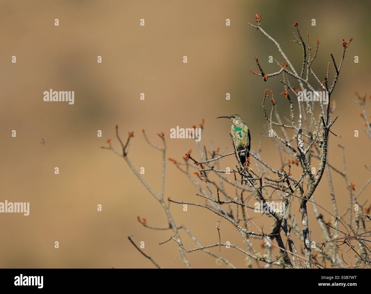 Nectarinia famosa famosa hi-res stock photography and images - Alamy