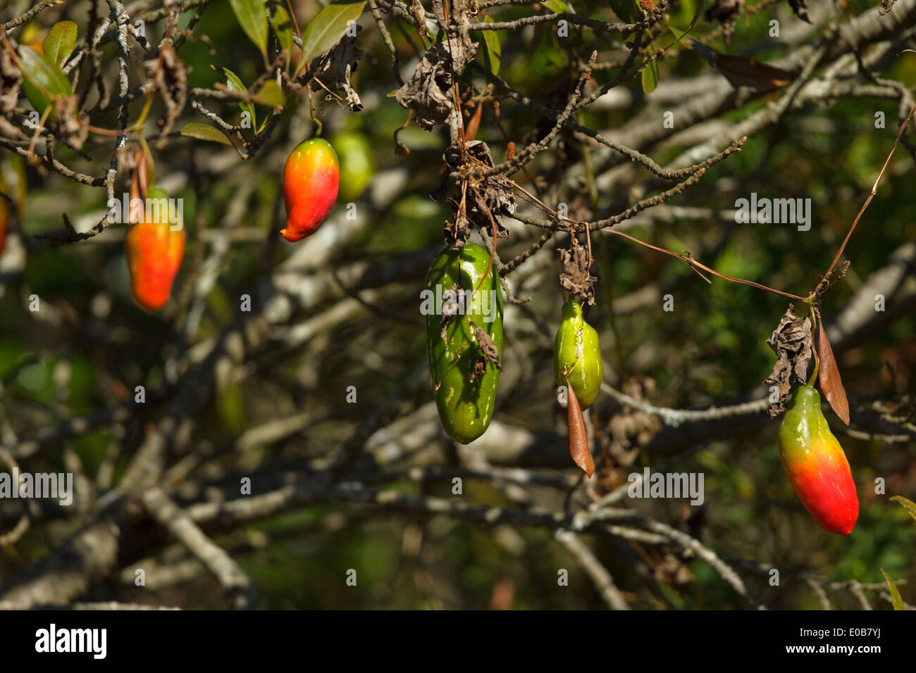Fruit of Coccinia sp. possibly Coccinia grandis or Coccinia palmata ...
