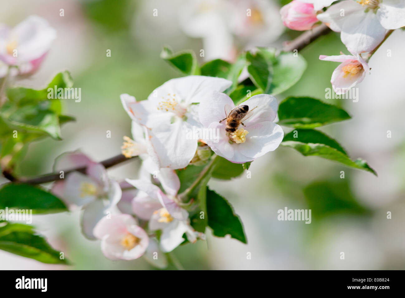 Honey bee in the tree hi-res stock photography and images - Alamy