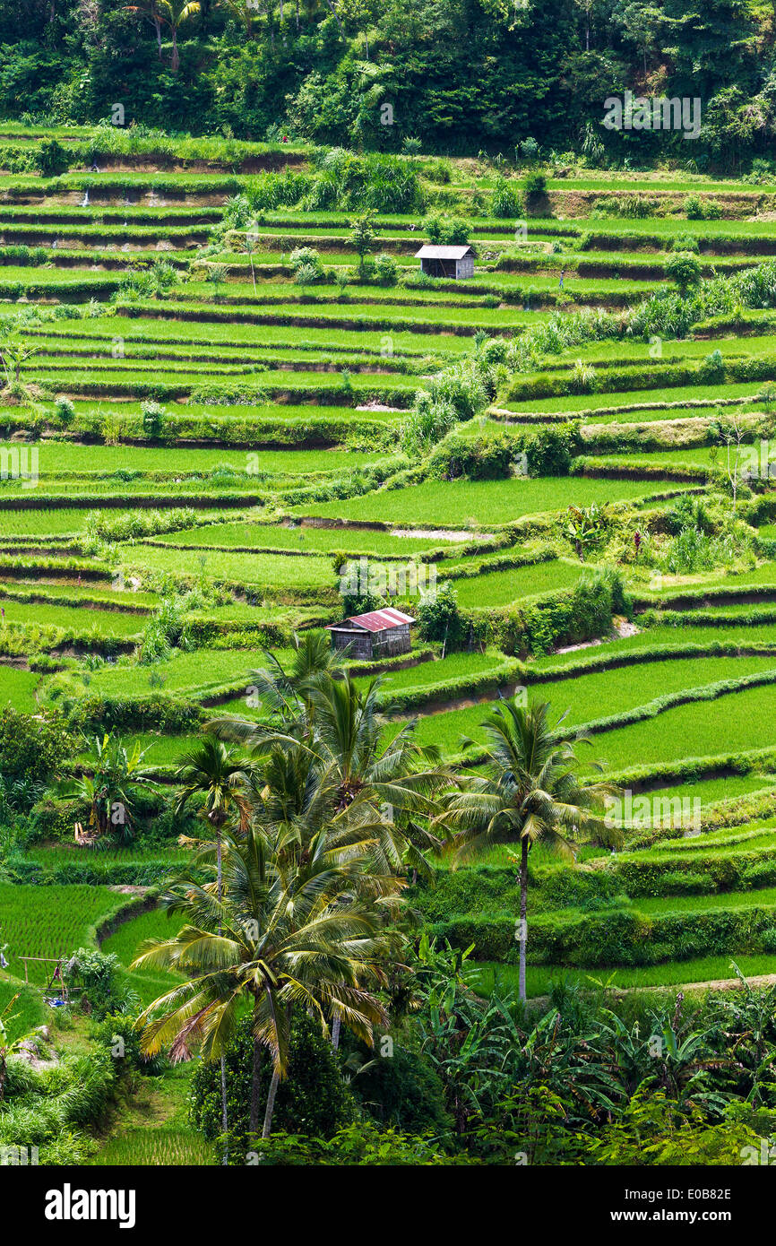 Terraced rice fields in Bali, Indonesia Stock Photo - Alamy