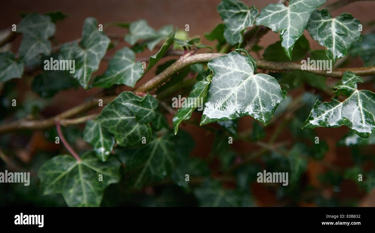 English ivy pot hi-res stock photography and images - Alamy