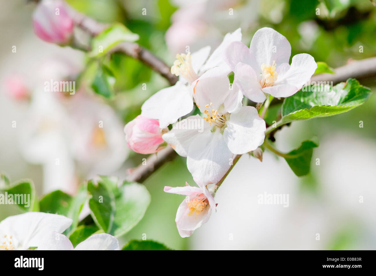 springtime - closeup of apple tree flowers at blossom Stock Photo - Alamy