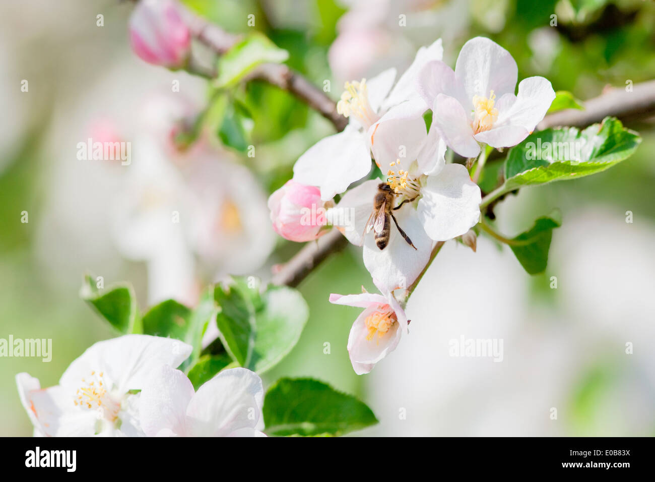 Honey bee in the tree hi-res stock photography and images - Alamy