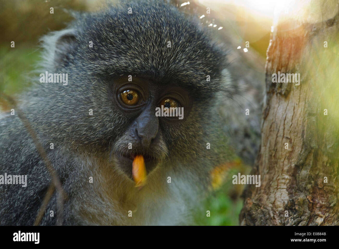 Samango monkey (Cercopithecus mitis erythrarchus) in a tree eating ...