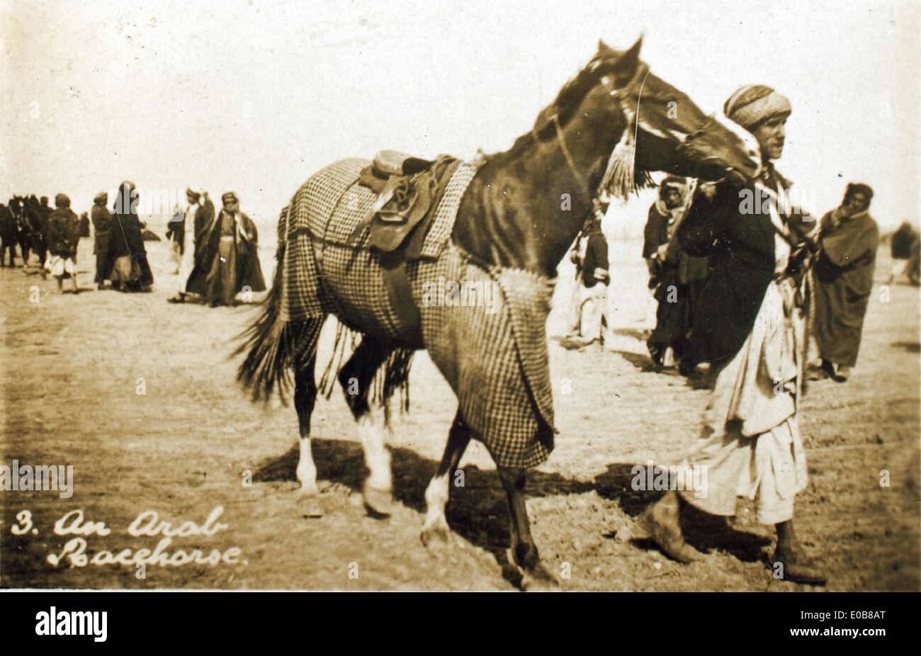 Edwin Newman's photo captures a Middle Eastern Arabian horse, often ...