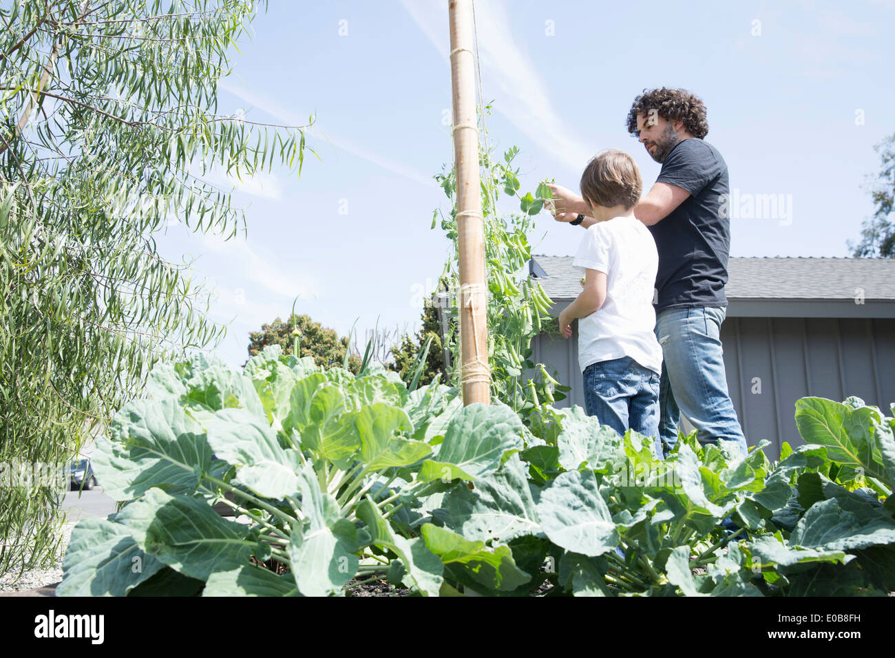 Father and son harvesting peas in garden Stock Photo - Alamy