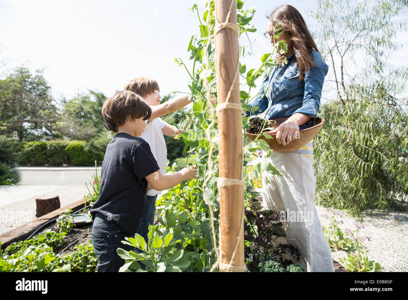 Mother and two boys harvesting peas in garden Stock Photo - Alamy