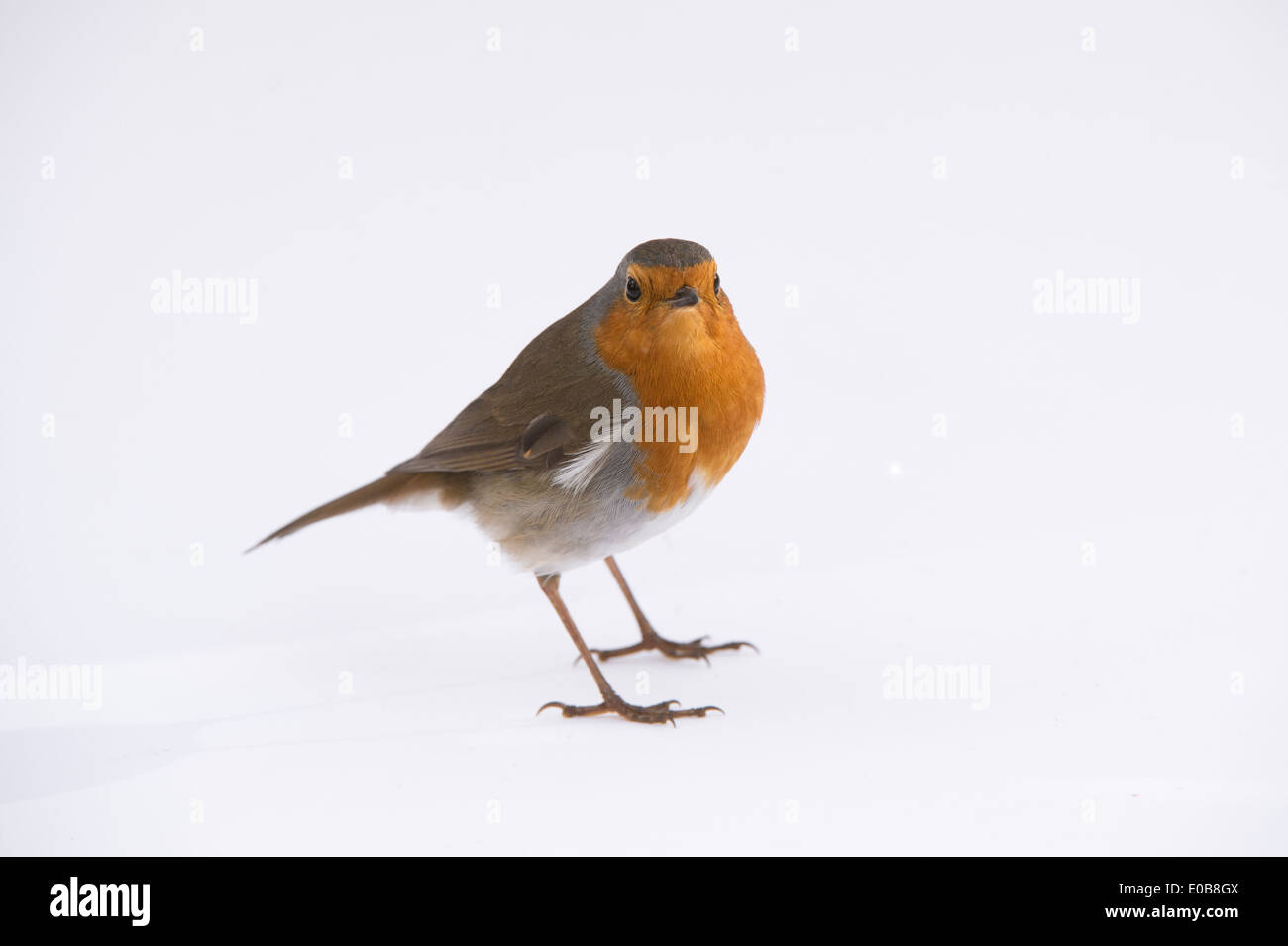 Robin standing against white background Stock Photo - Alamy