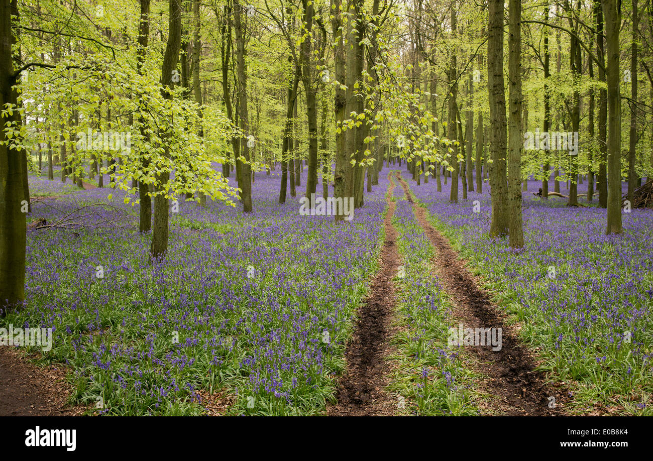 Bluebell and Beech tree woodland in the English countryside Stock Photo ...