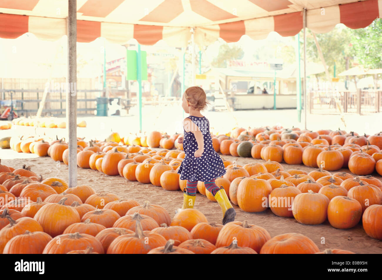 Girl running through pumpkins Stock Photo - Alamy