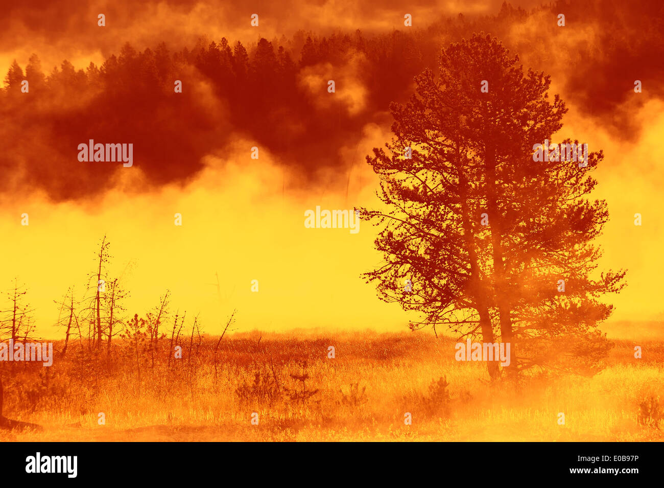 Coniferus trees and steaming thermal springs at sunrise, Lower Geyser ...