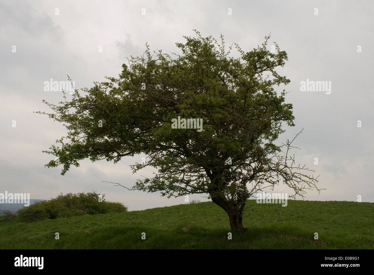 Welsh countryside tree hi-res stock photography and images - Alamy