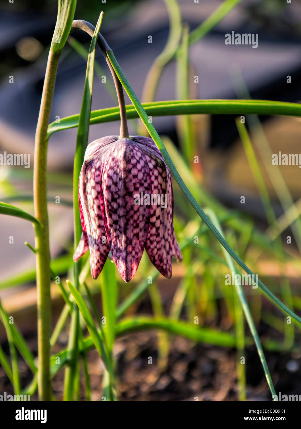 Snakes head flower Stock Photo - Alamy
