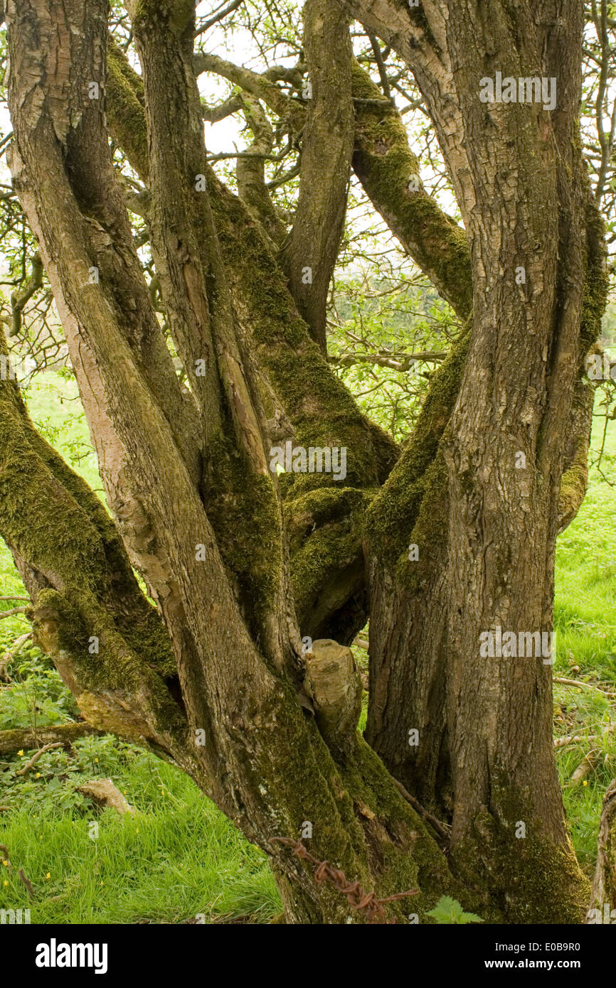 Twisted by nature hi-res stock photography and images - Alamy