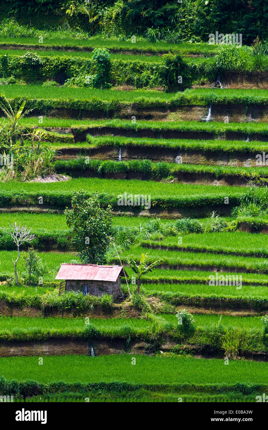Terraced rice fields in Bali, Indonesia Stock Photo - Alamy